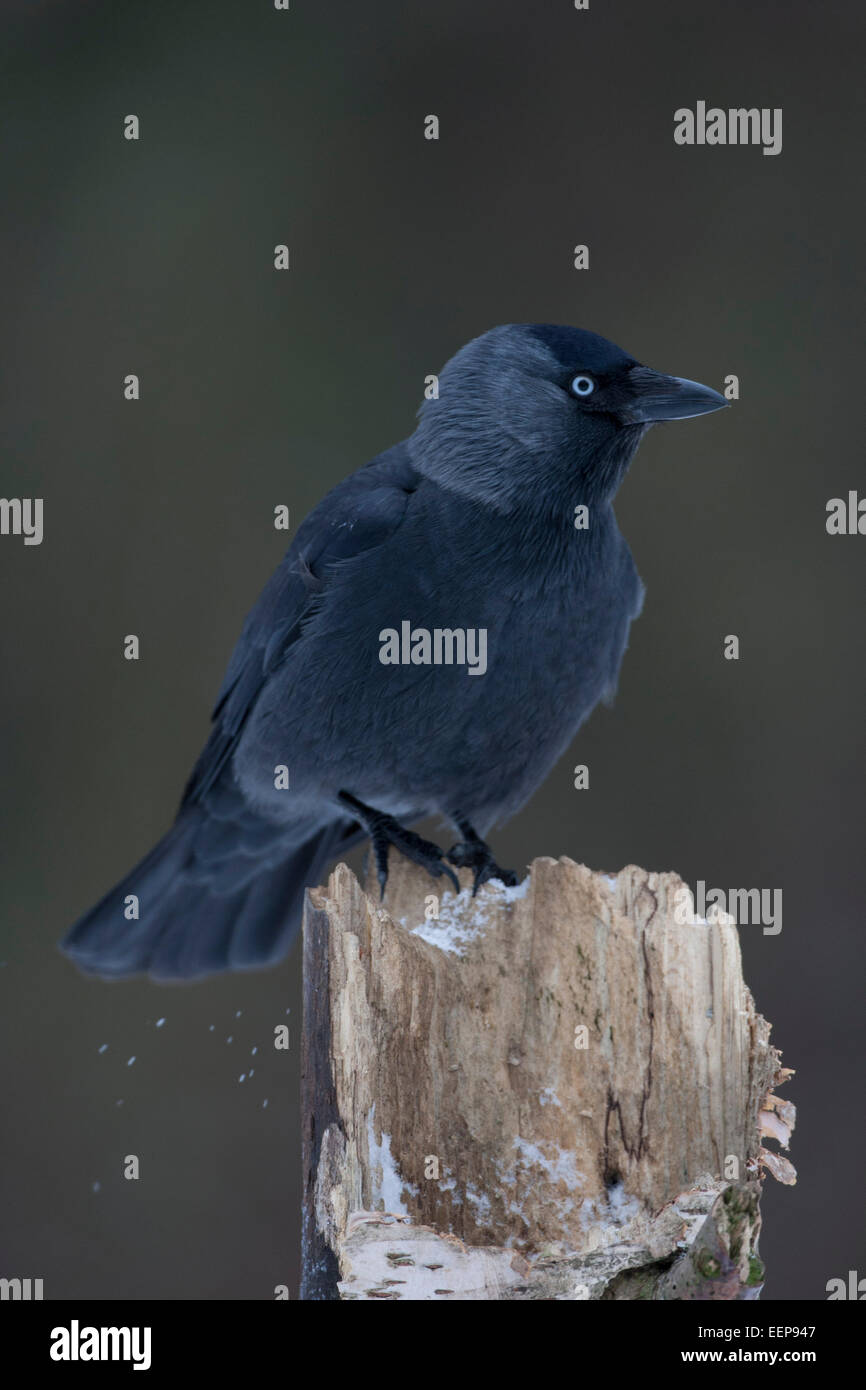 Dohle hi-res stock photography and images - Alamy