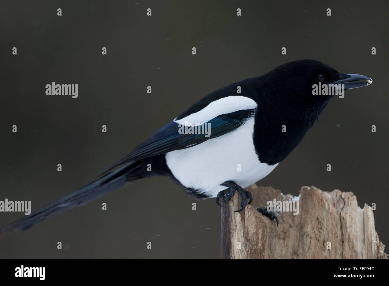 magpie [Pica pica], pie, madge, Elster, Europe, Germany Stock Photo - Alamy