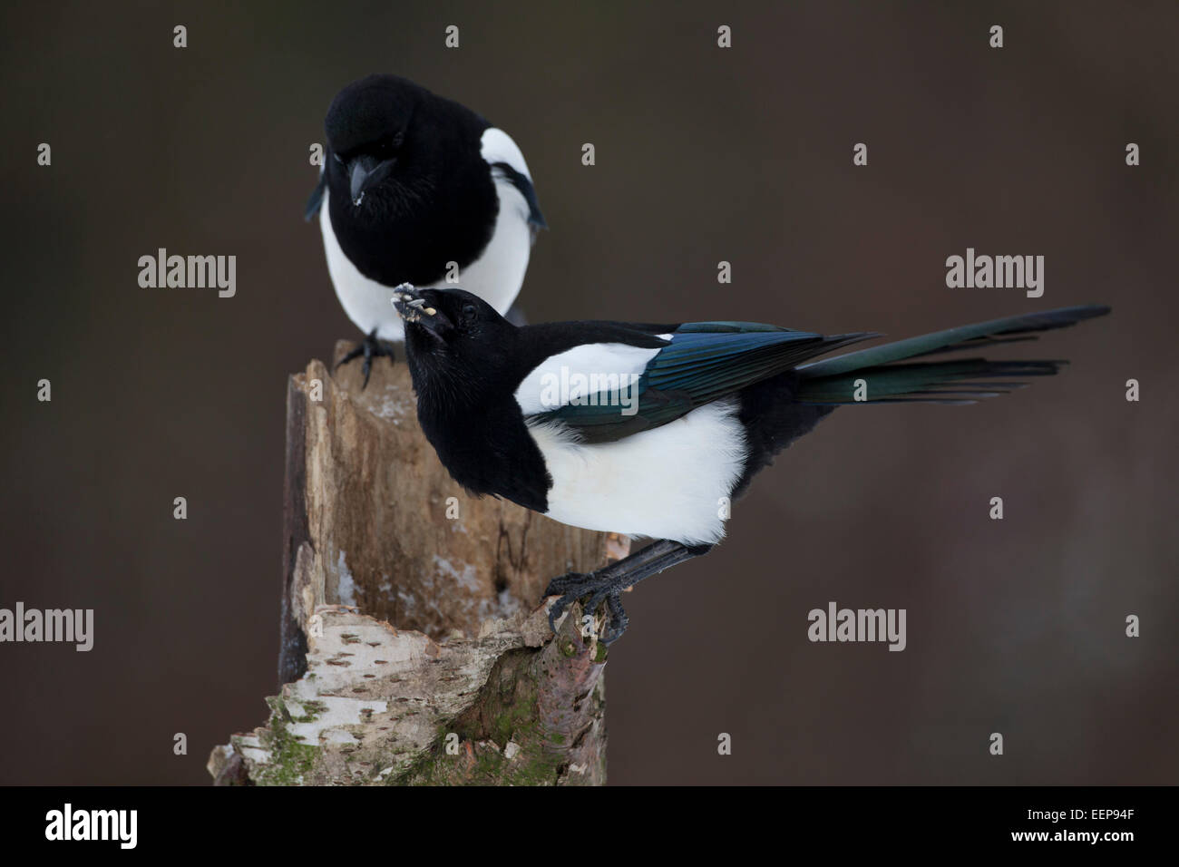magpie [Pica pica], pie, madge, Elster, Europe, Germany Stock Photo - Alamy