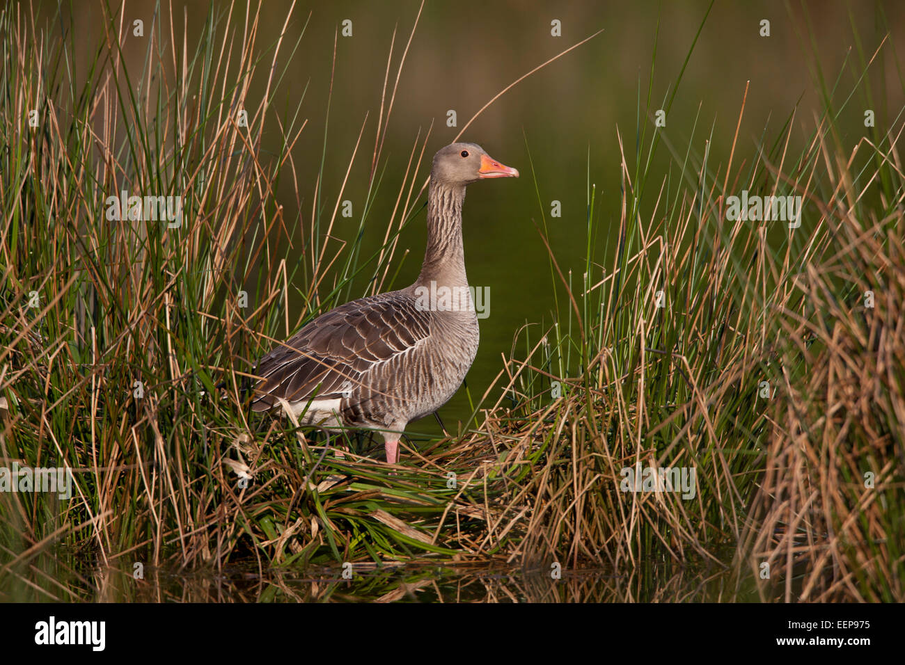 Grey goose hi-res stock photography and images - Alamy