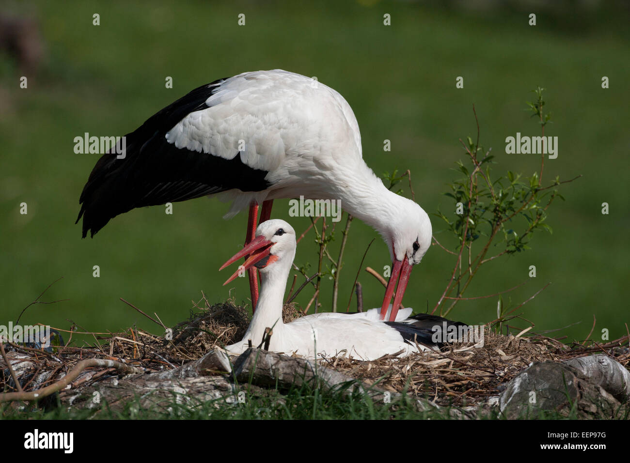 white stork [Ciconia ciconia], Weissstorch, germany Stock Photo - Alamy