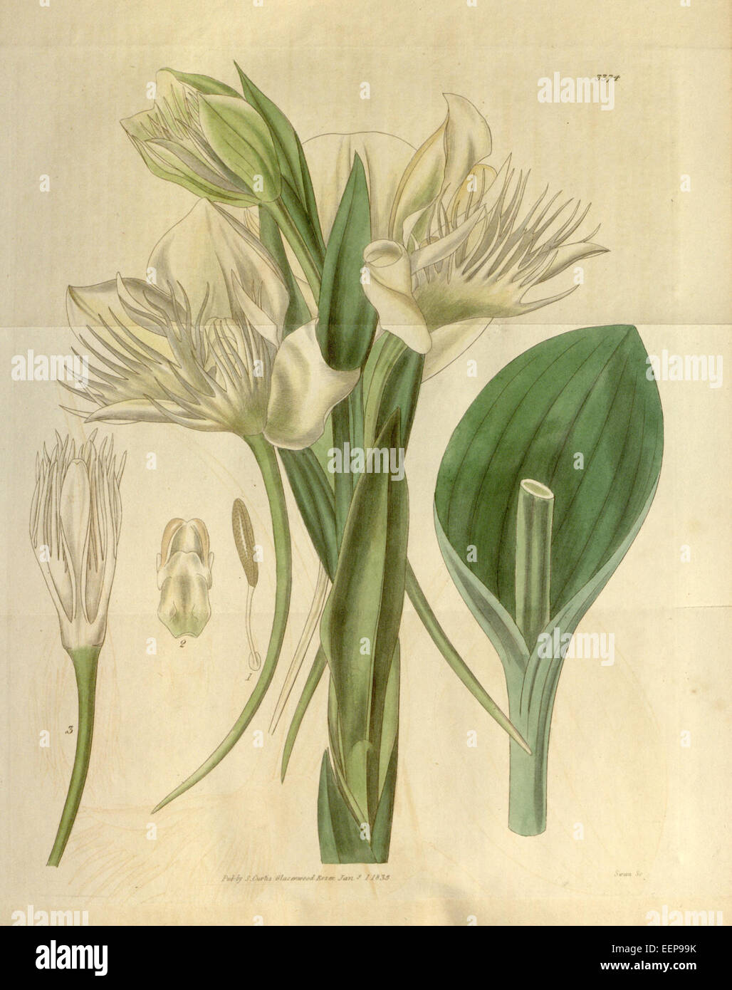Pecteilis gigantea, formerly known as Habenaria gigantea, is a species ...