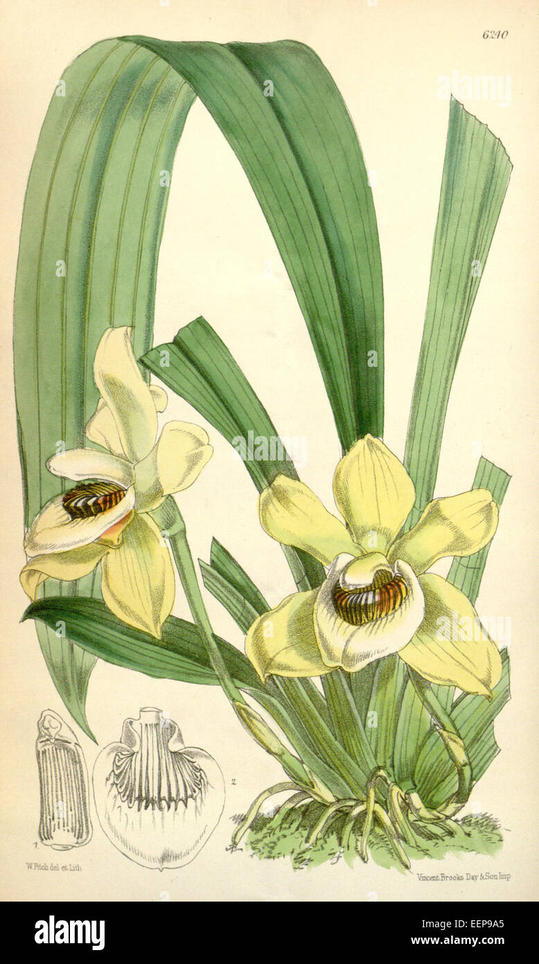 Pescatoria lamellosa is an orchid species first illustrated in Curtis ...