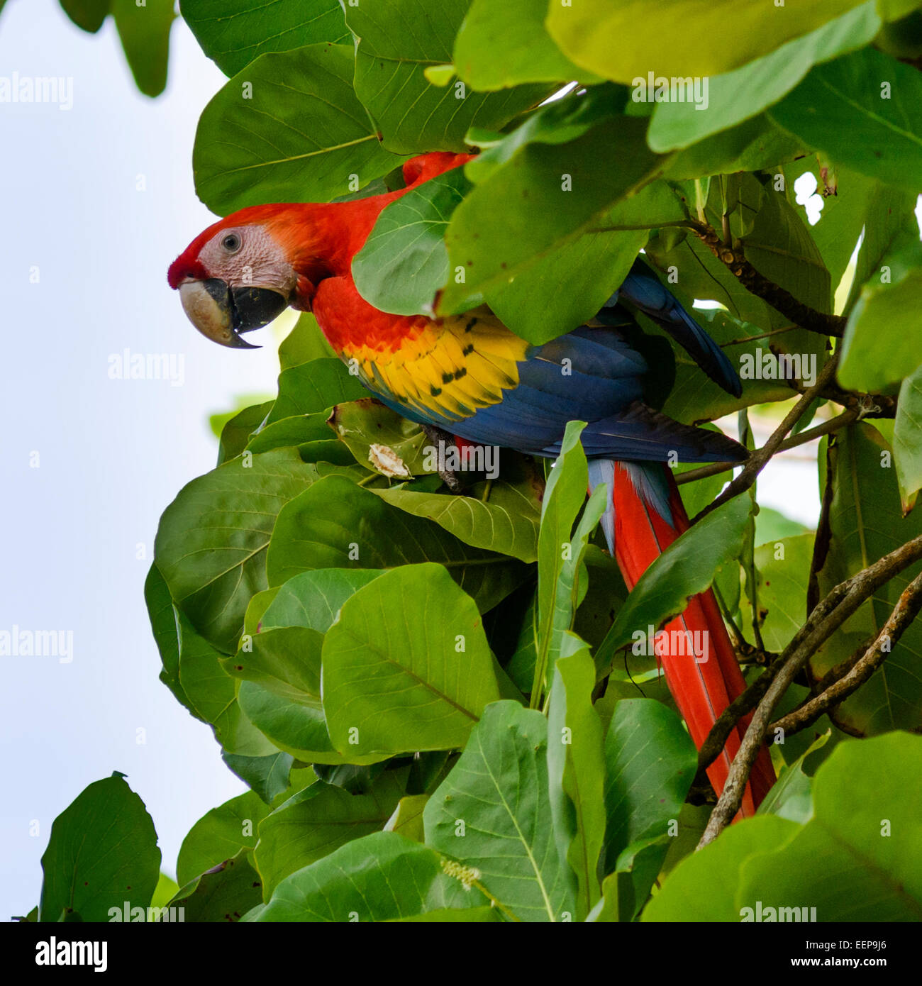 Scarlet Macaw on a almond tree, Jaco, Costa Rica Stock Photo - Alamy