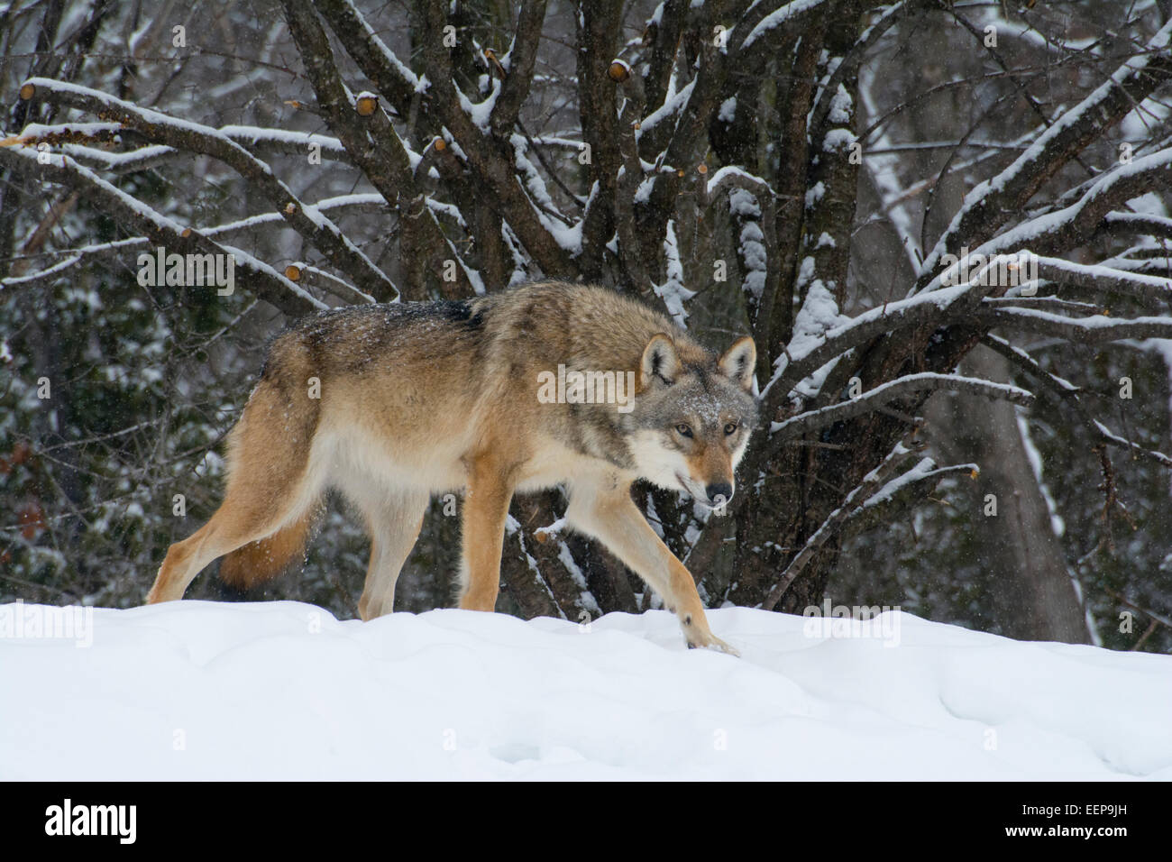 In a winter snowstorm hi-res stock photography and images - Alamy