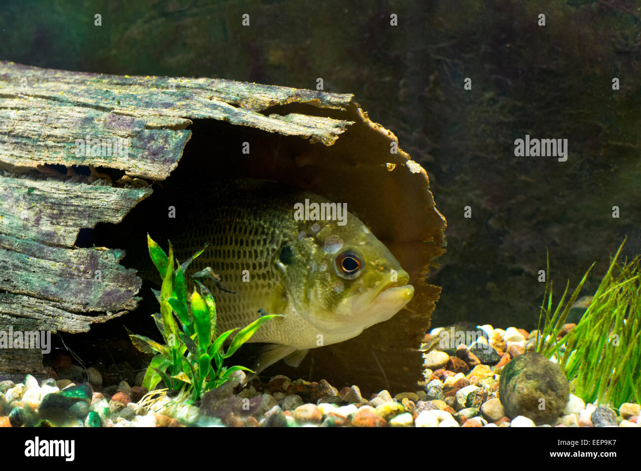 Rock perch hi-res stock photography and images - Alamy