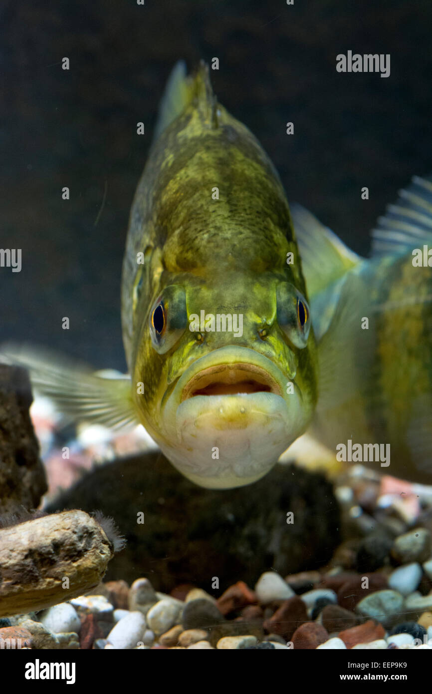 A Rock Bass Stock Photo - Alamy