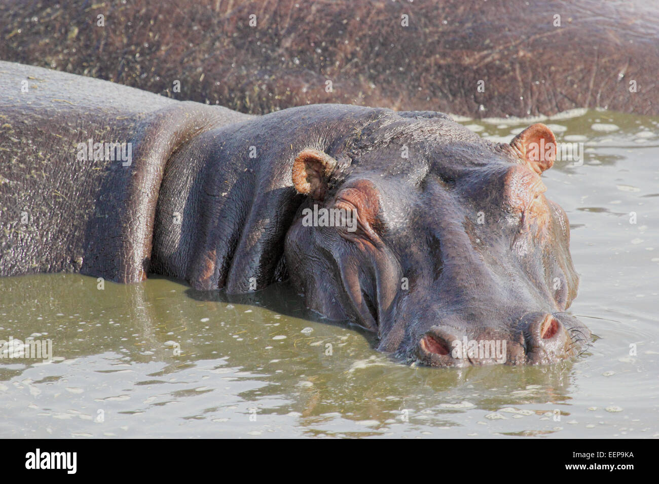 Portrait of a hippo (Hippopotamus amphibius) in a pool in Serengeti ...