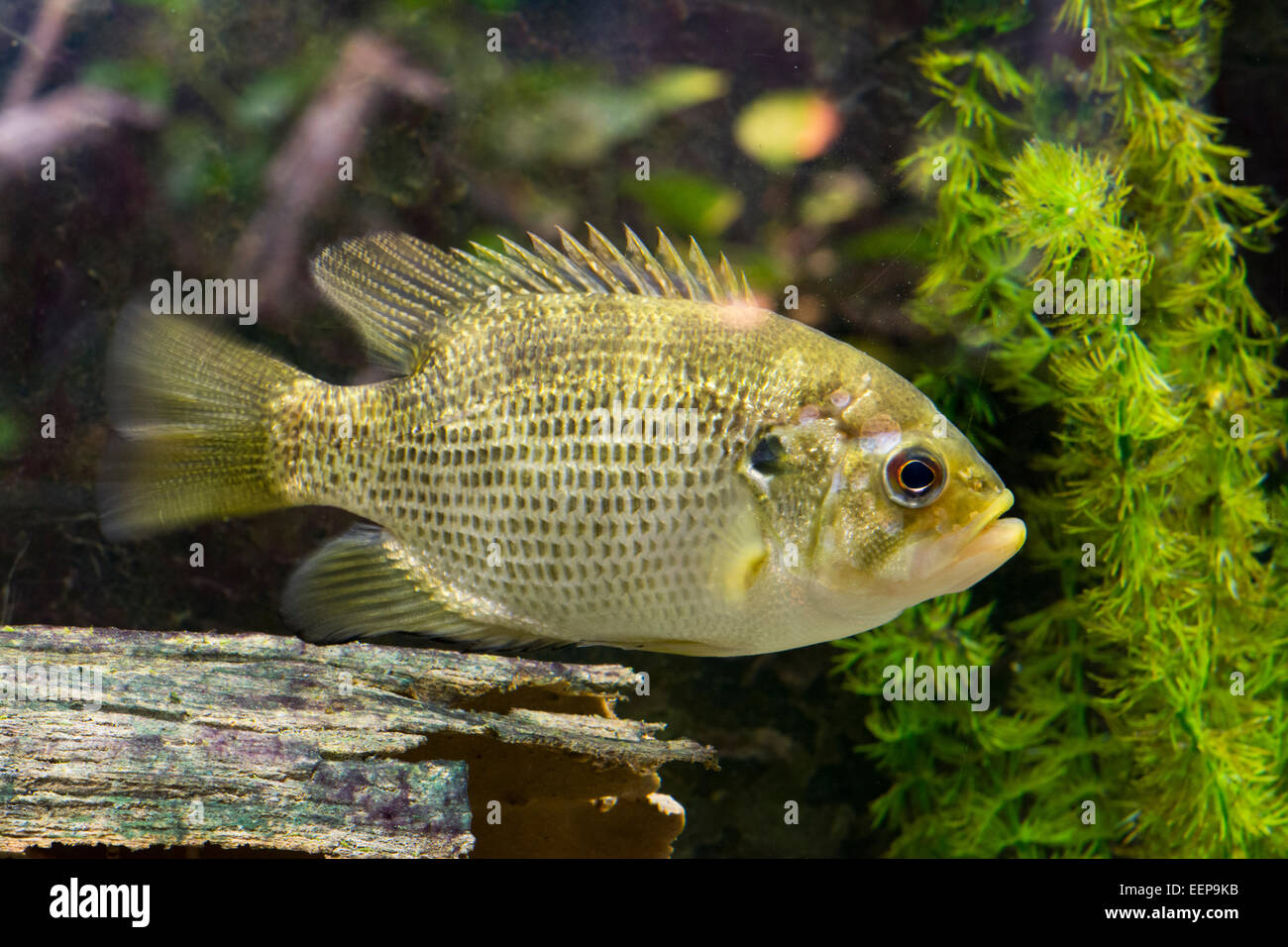 A Rock Bass Stock Photo - Alamy