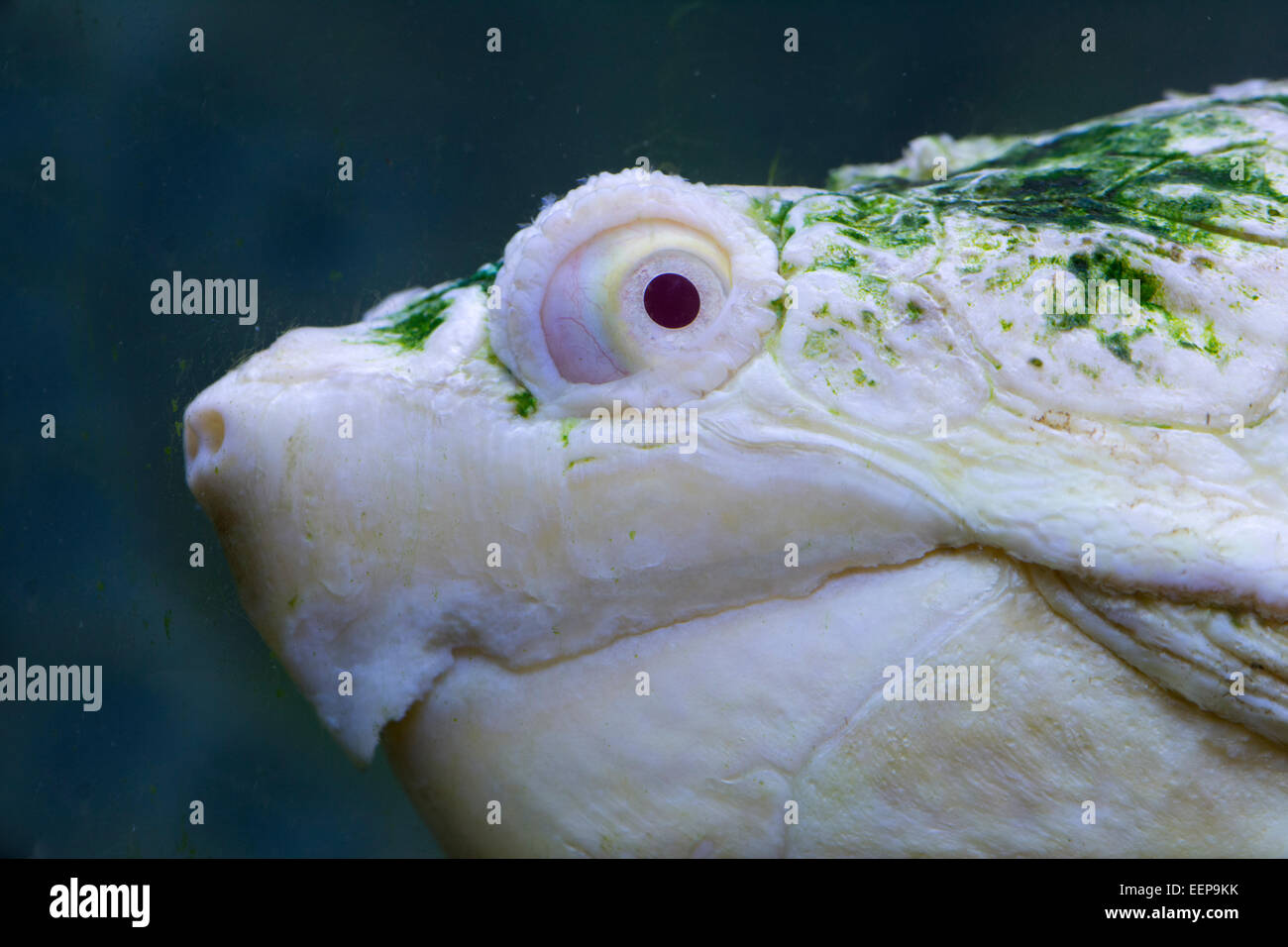 Close-up of an albino Snapping Turtle at the Ste. Anne de Bellevue Eco ...