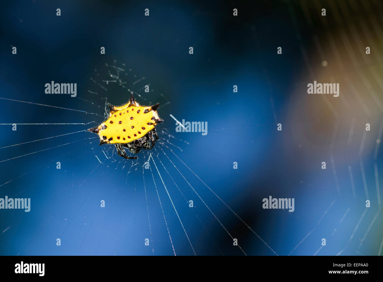 Yellow Spiny Orbweather Spider on web, Montezuma, Costa Rica, Central ...