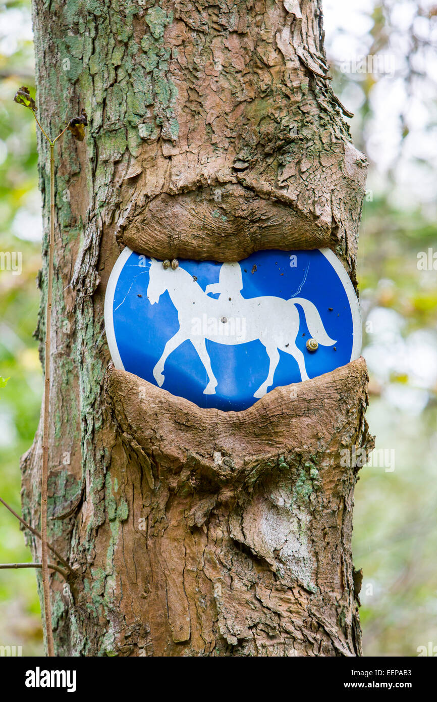 Tree grown tree hi-res stock photography and images - Alamy