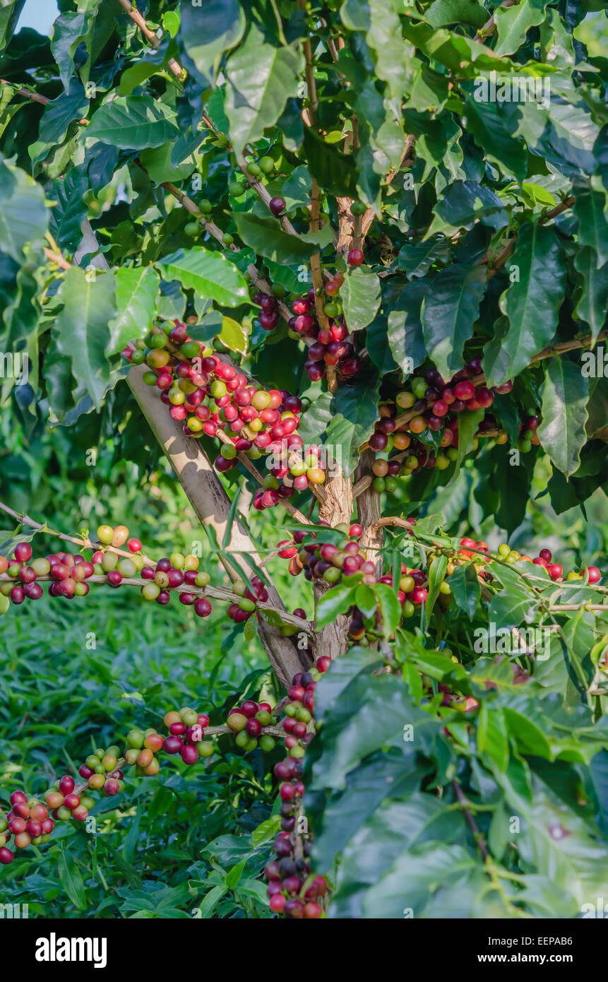 Coffee tree seed hi-res stock photography and images - Alamy