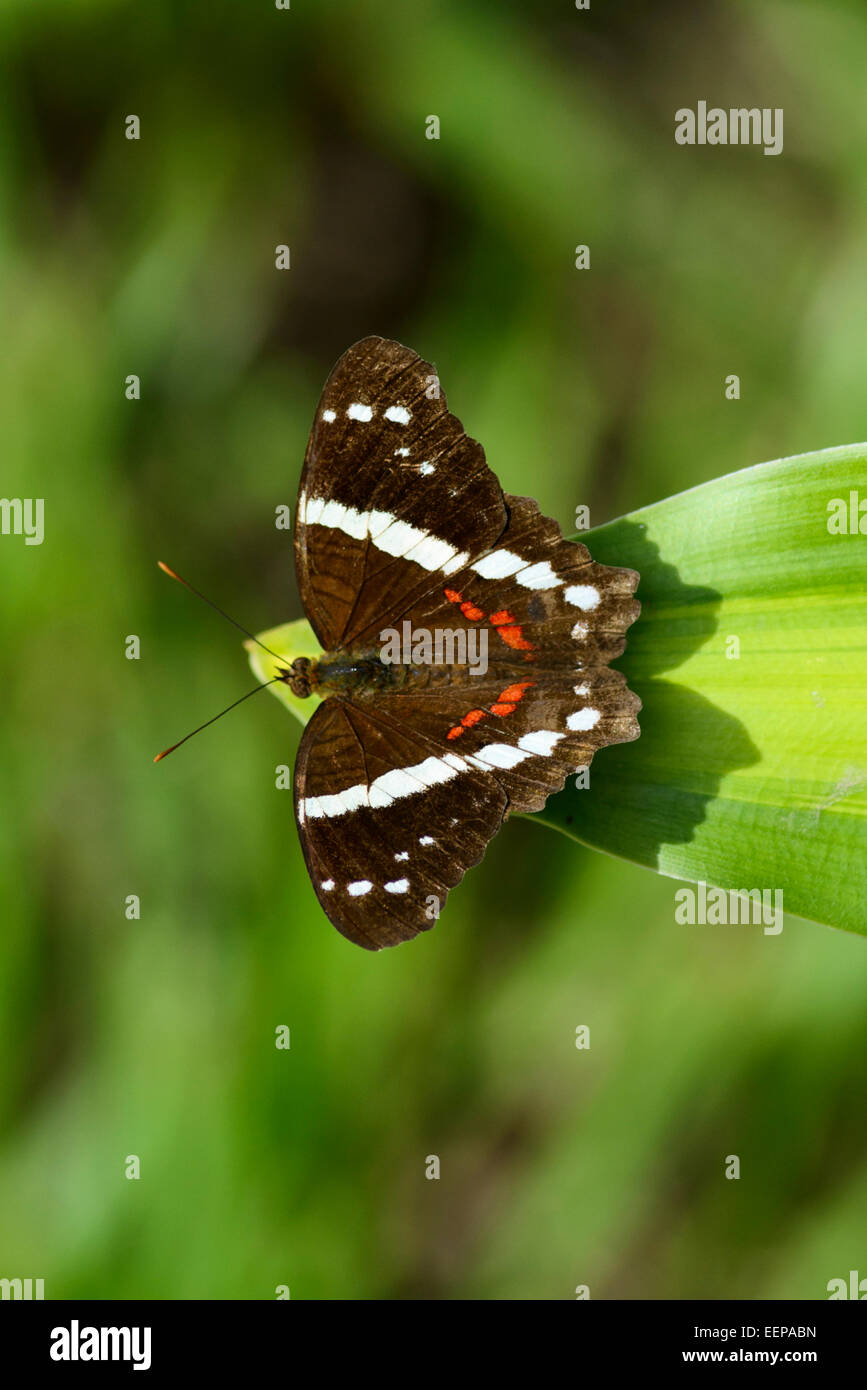 Green banded peacock butterfly hi-res stock photography and images - Alamy