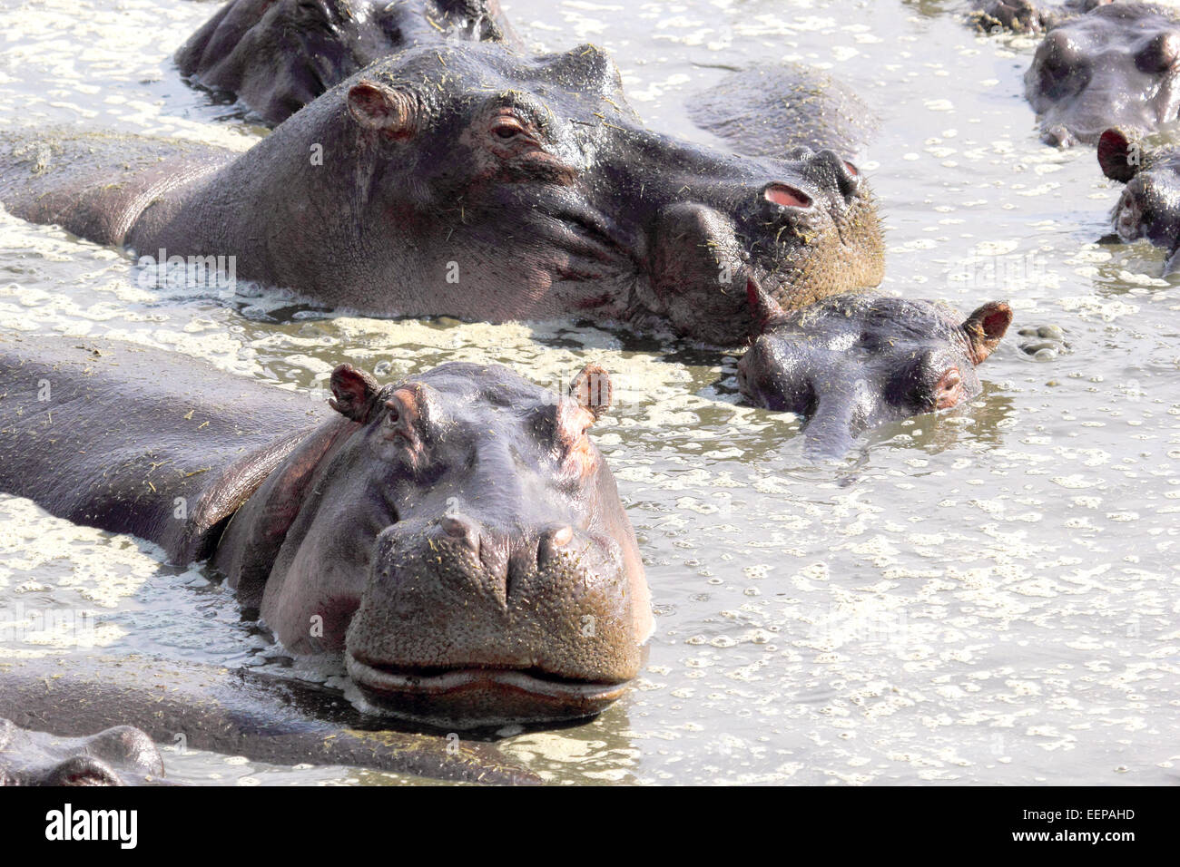 A group of hippos (Hippopotamus amphibius) swimming in a pool in ...