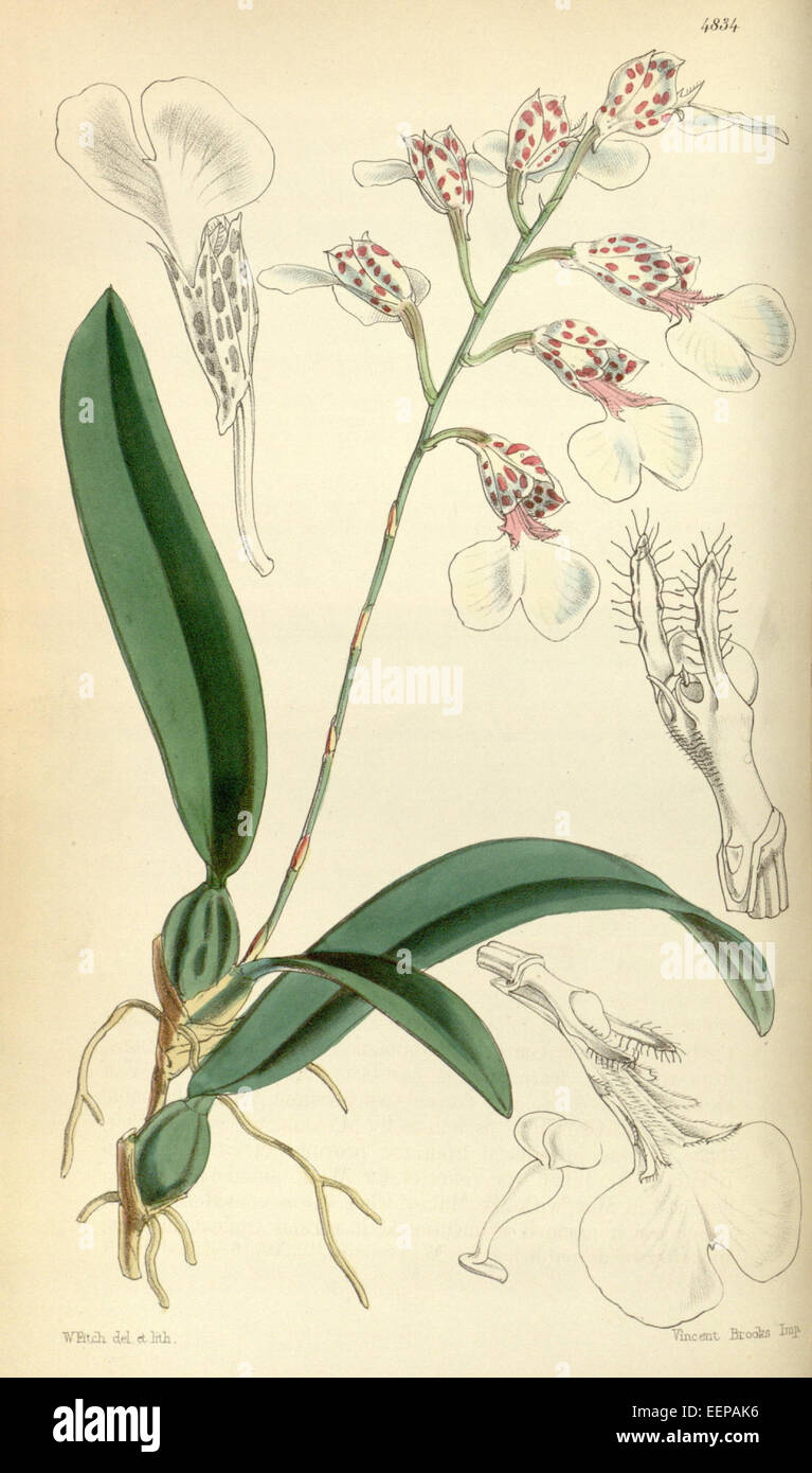Rodriguezia decora, formerly known as Burlingtonia decora, is an orchid ...