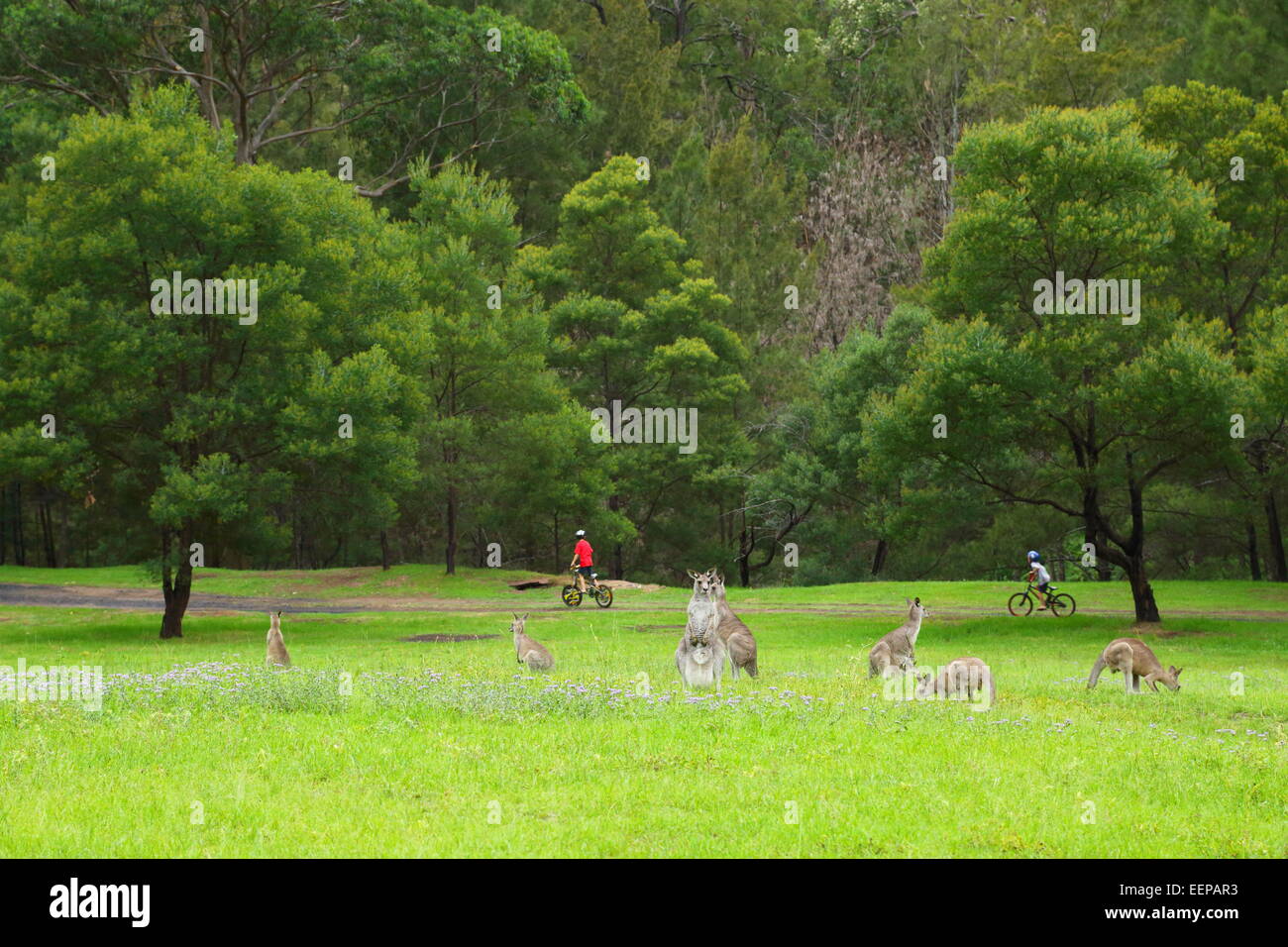Kangaroos on alert as two young boys ride their bikes around ...