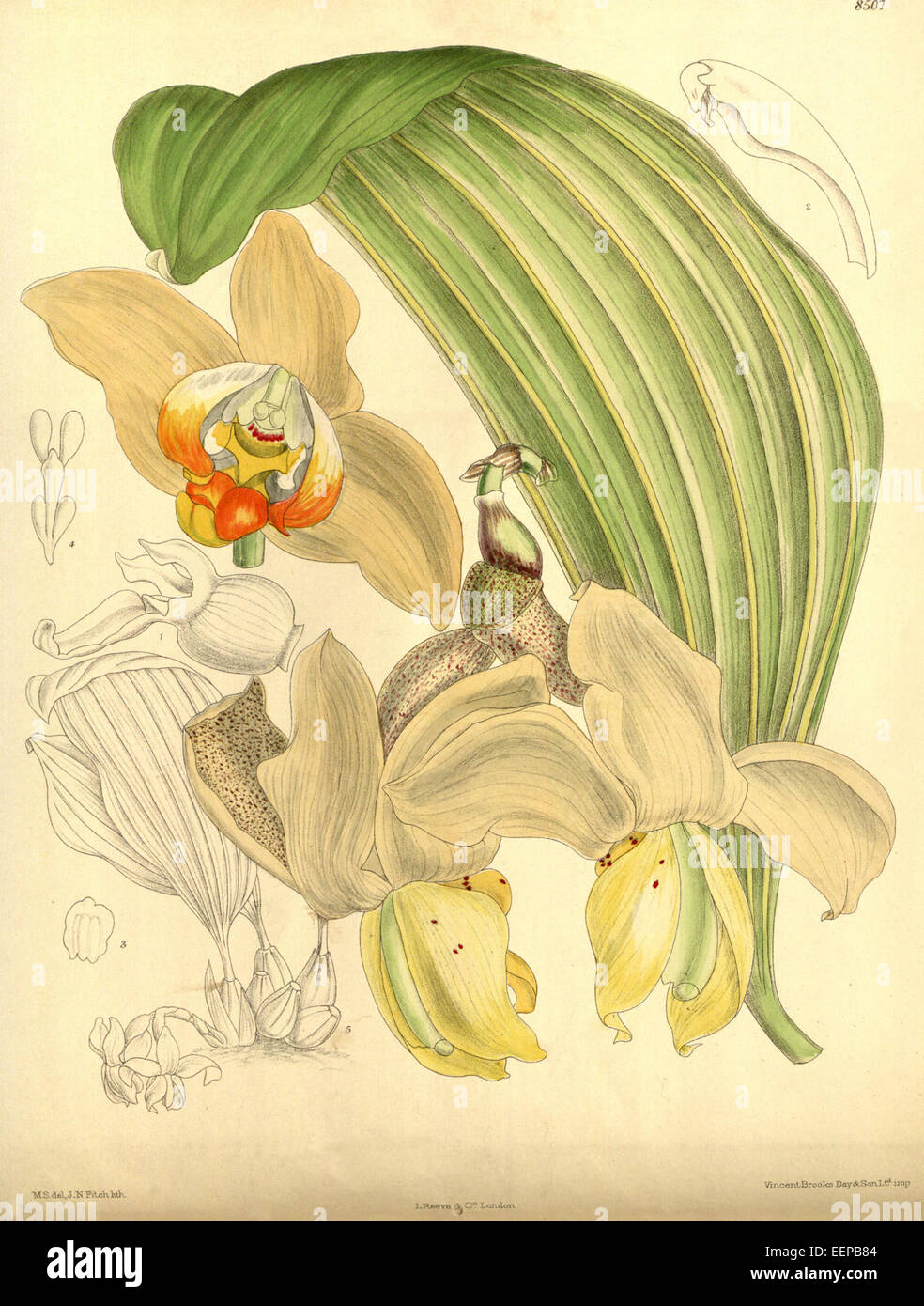 Stanhopea tricornis, formerly known as Stanhopea convoluta, is an ...