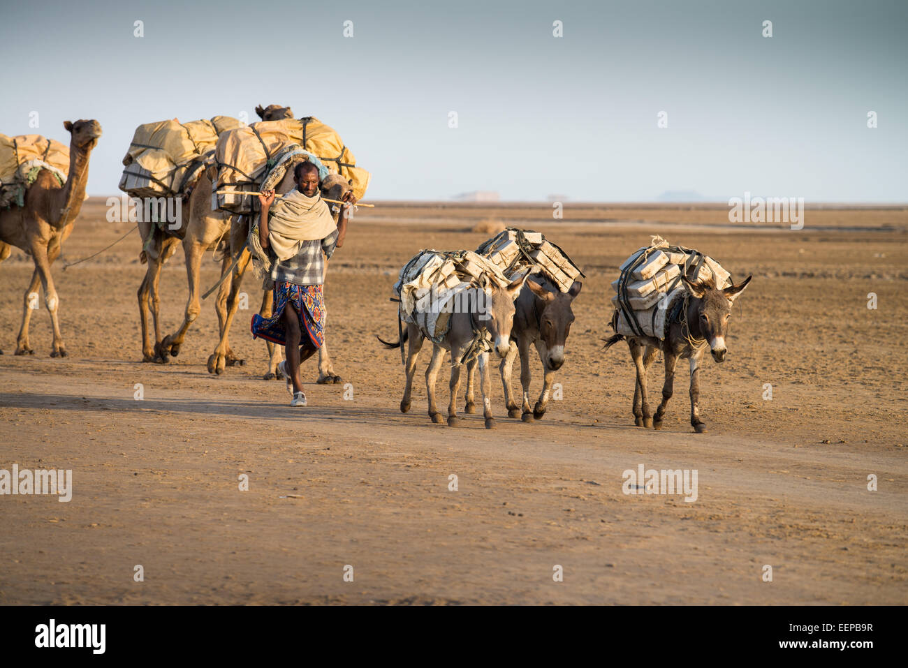 Donkeys carrying load hi-res stock photography and images - Alamy