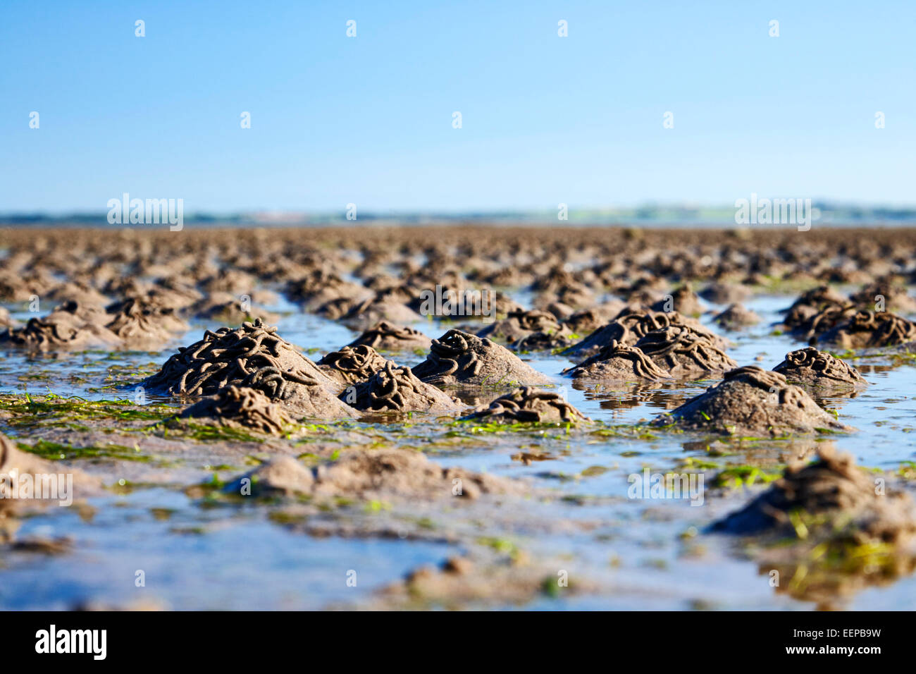 lugworm casts on the beach at strangford lough northern ireland Stock ...