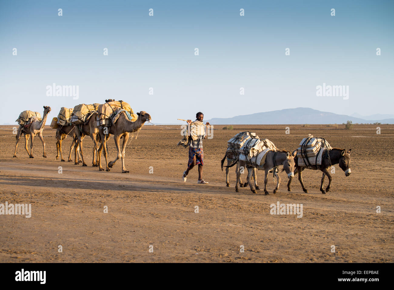 Donkeys carrying load hi-res stock photography and images - Alamy