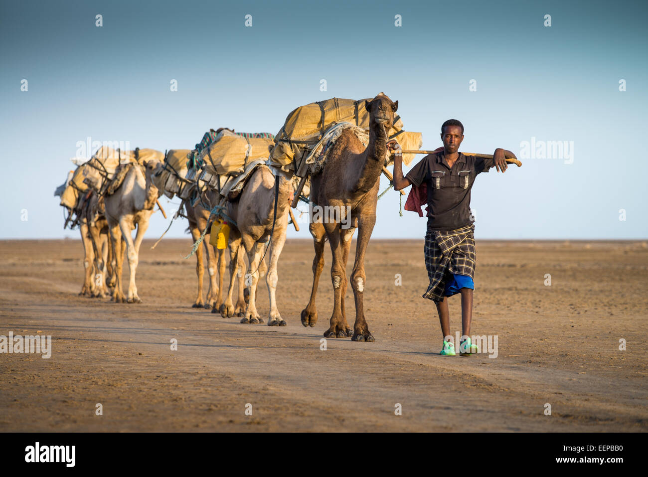 Donkey caravan danakil depression hi-res stock photography and images ...