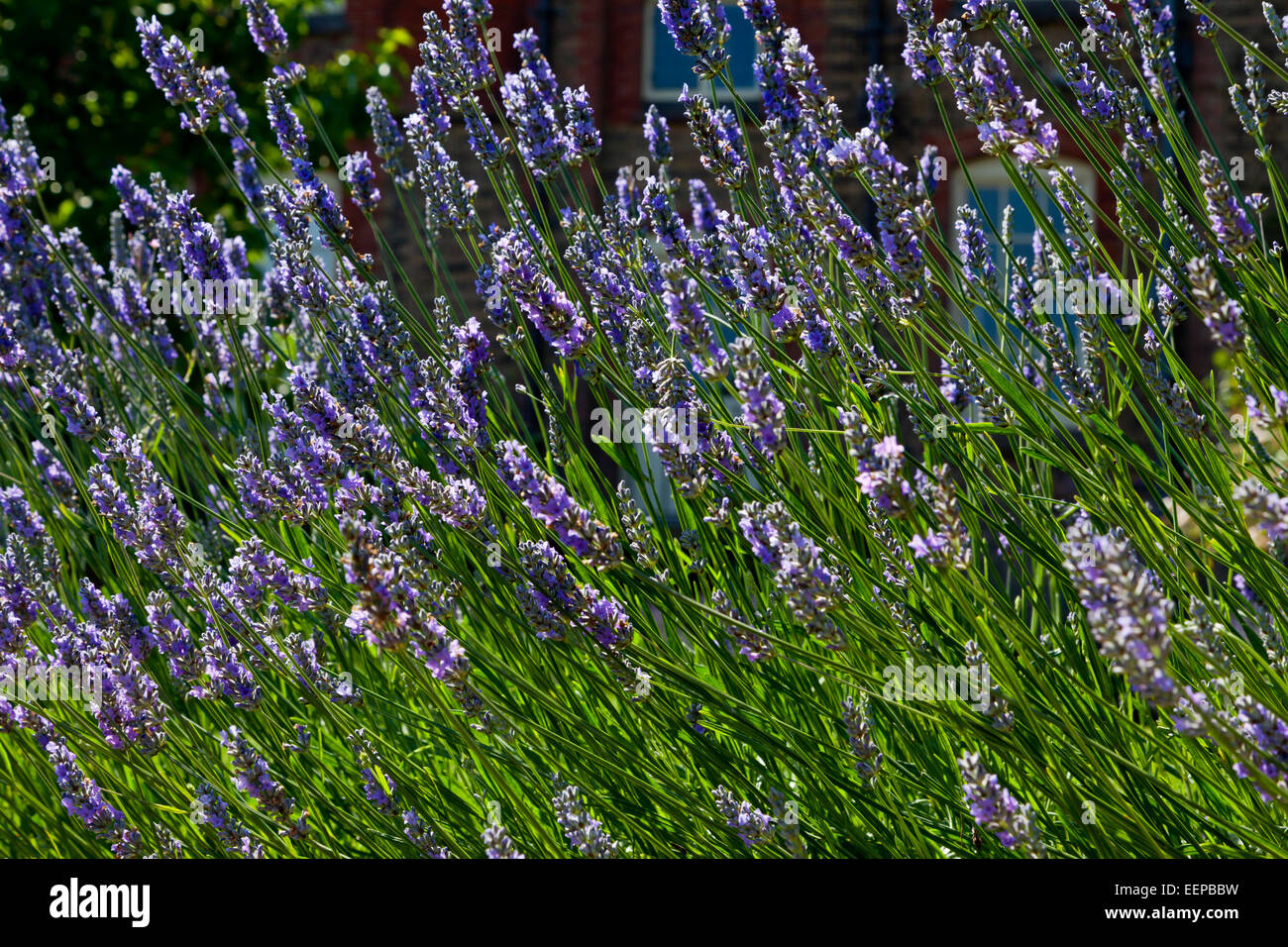 Close up Lavender Lavandula flowers growing in a garden in summer Stock ...