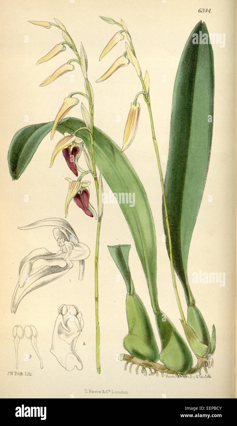 Sunipia cirrhata, previously known as Ione paleacea, illustrated in ...