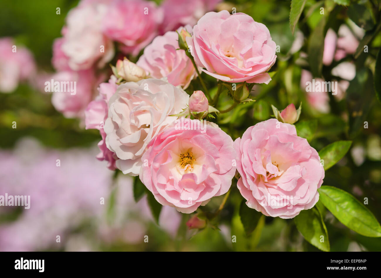 close up pink rose flowers in a garden Stock Photo - Alamy