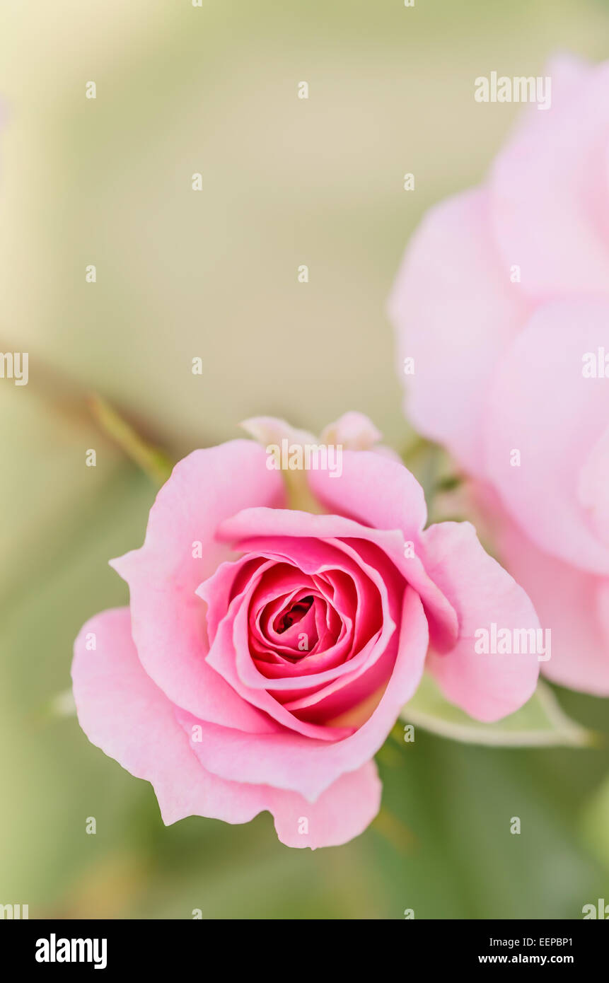 close up pink rose flowers in a garden Stock Photo - Alamy
