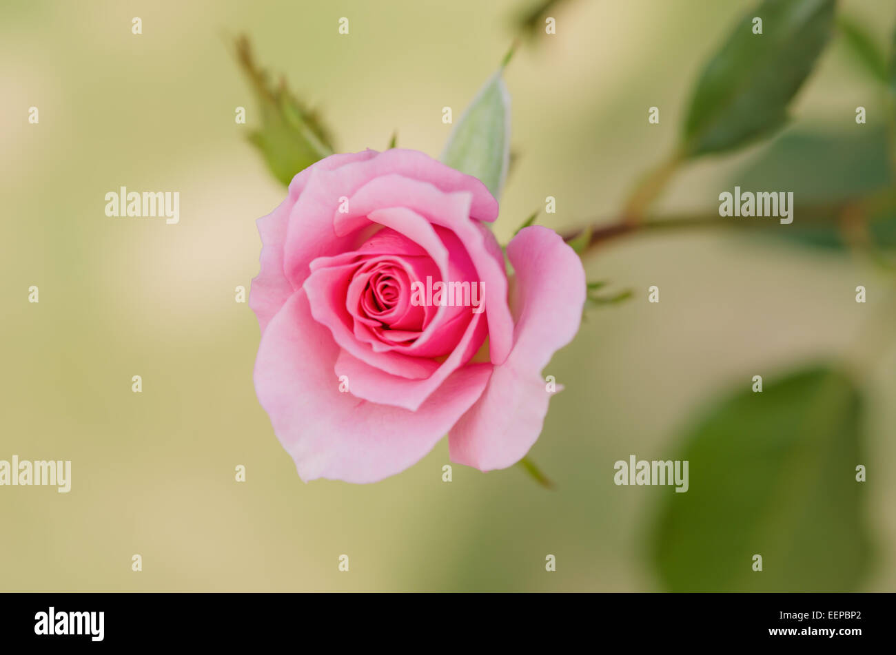 close up pink rose flowers in a garden Stock Photo - Alamy