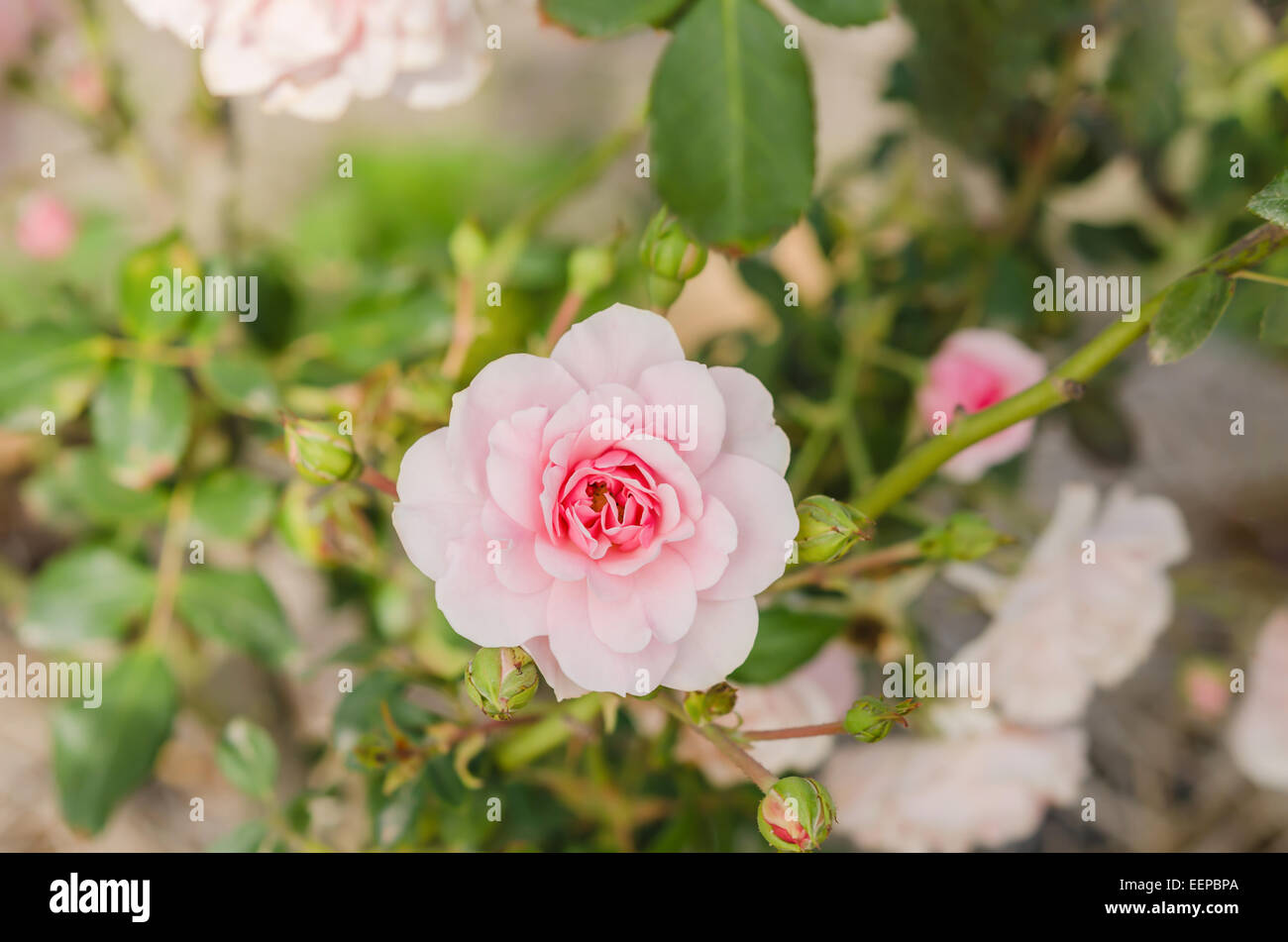 close up pink rose flowers in a garden Stock Photo - Alamy