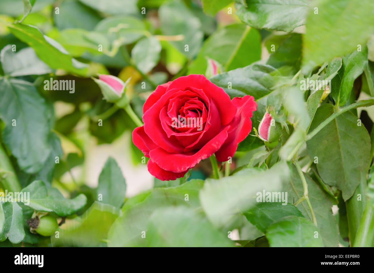 close up red rose flowers in a garden Stock Photo - Alamy