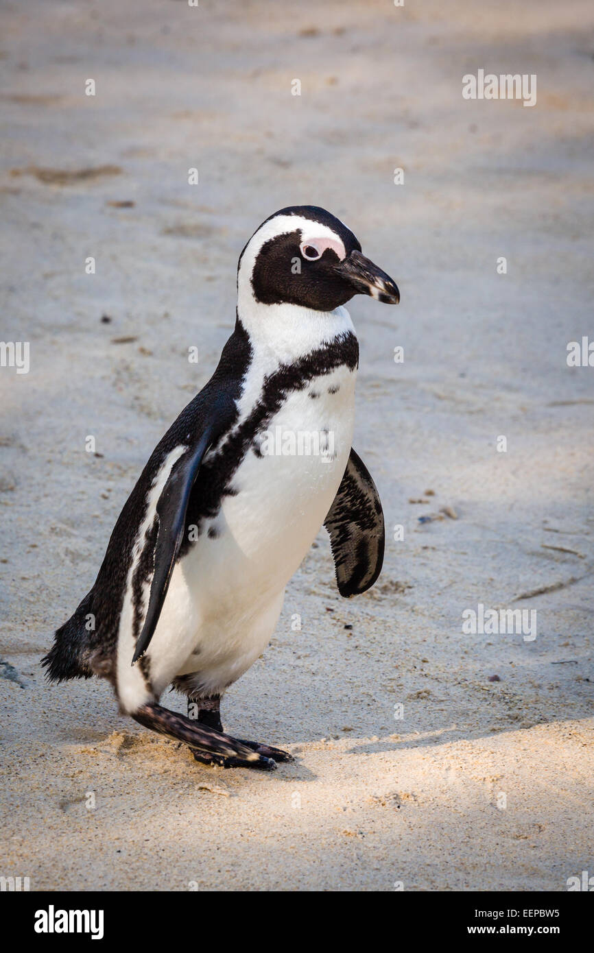 African Penguin at Boulders Beach, South Africa Stock Photo - Alamy
