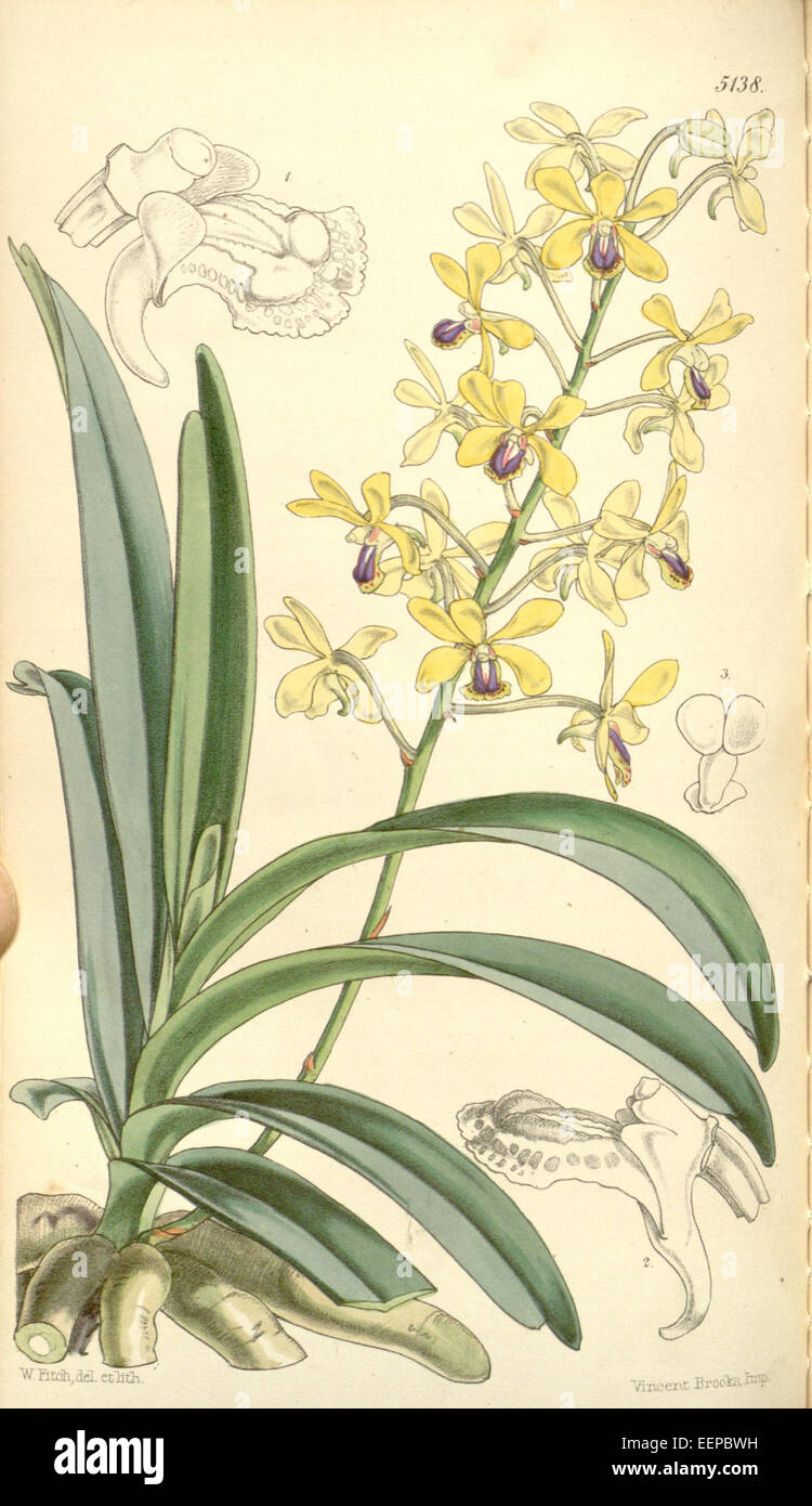 Vanda testacea, previously known as Aerides wightiana, is an orchid ...