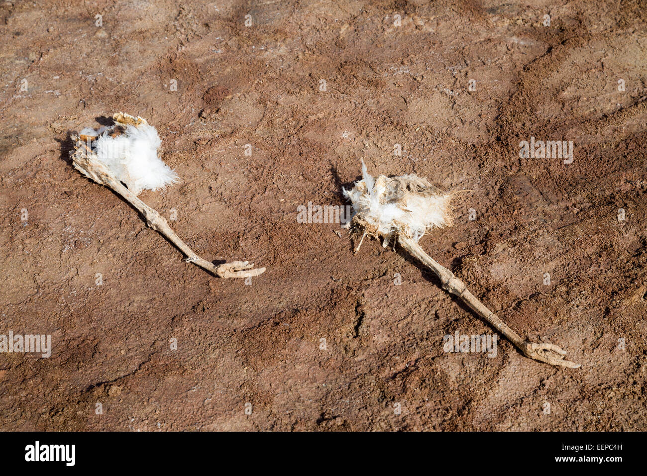Danakil desert, Ethiopia, Europe Stock Photo - Alamy