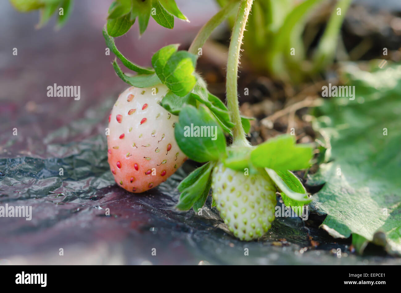 Strawberry in the garden hi-res stock photography and images - Alamy