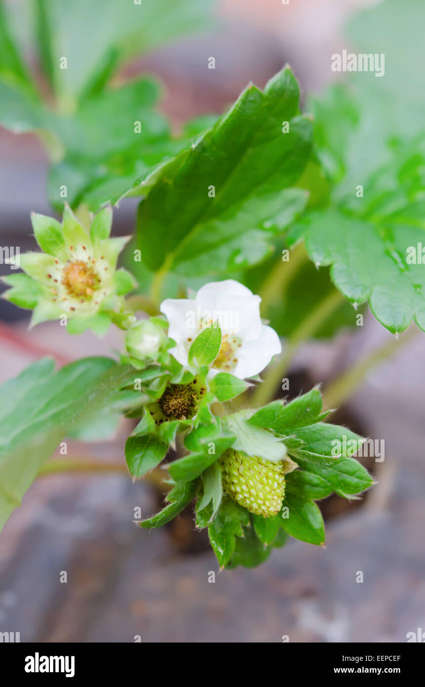 Strawberry tree flower hi-res stock photography and images - Alamy