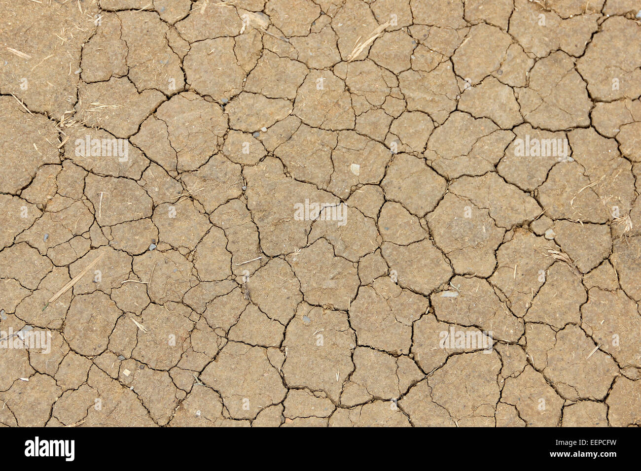 Dry ground land soil crack powder brown Stock Photo - Alamy