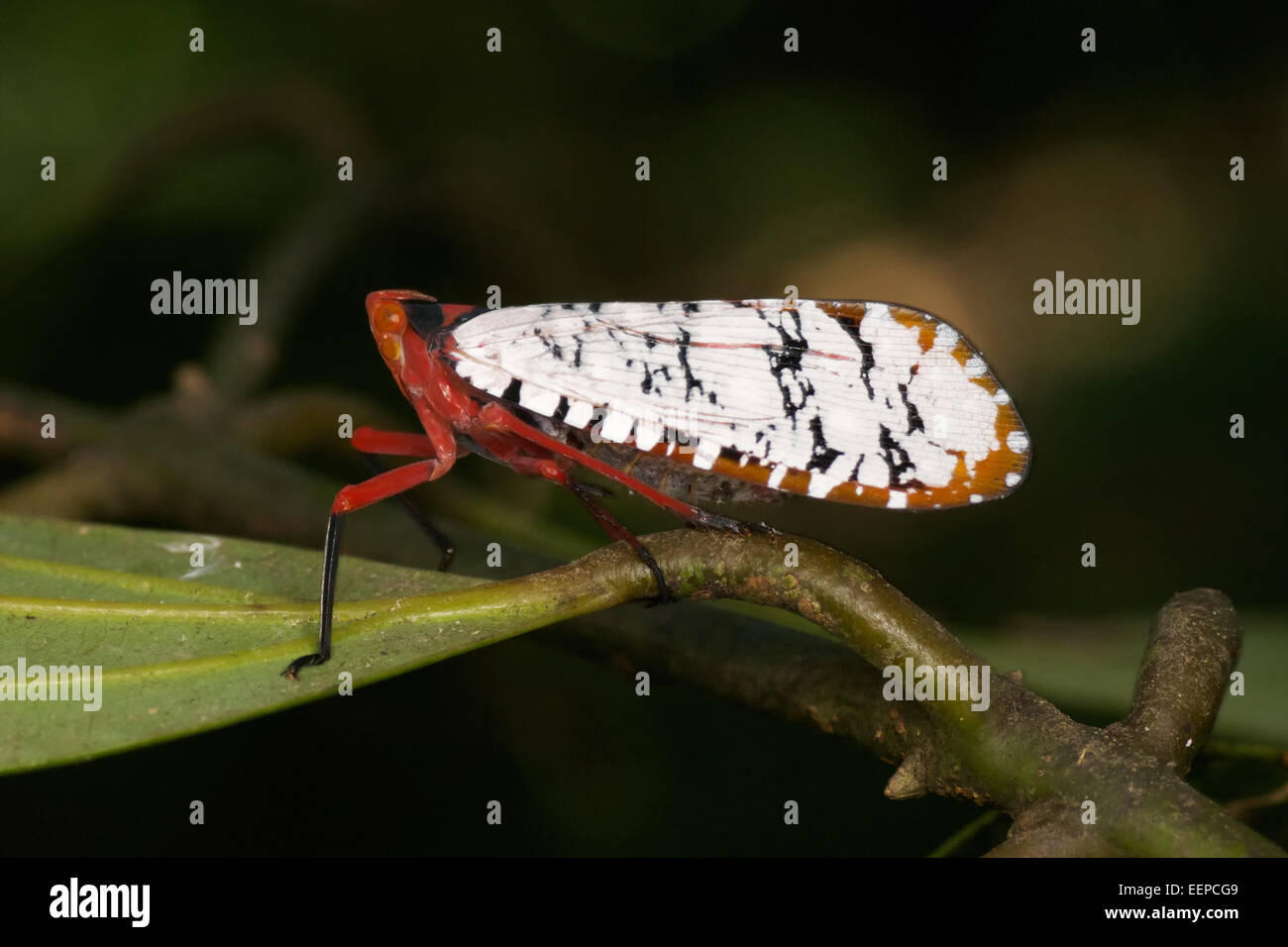 Aphaena submaculata lantern bug, Thailand Stock Photo - Alamy
