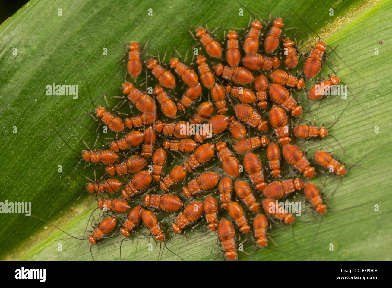 Psocidae High Resolution Stock Photography and Images - Alamy