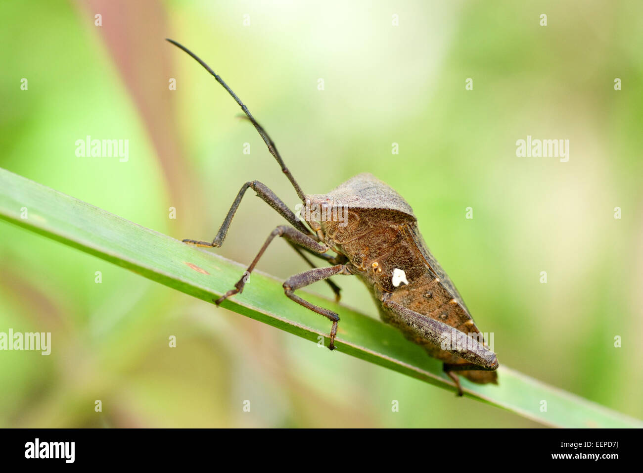 Leaf-footed bug, Coreidae. Khao Yai National Park, Thailand Stock Photo ...