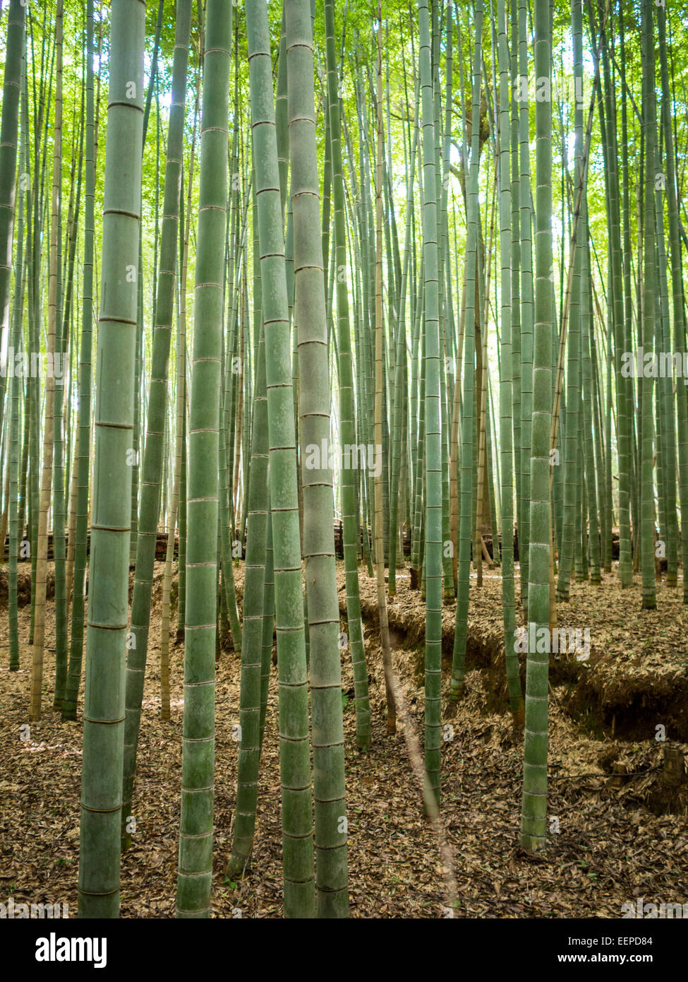 Bamboo groove hi-res stock photography and images - Alamy