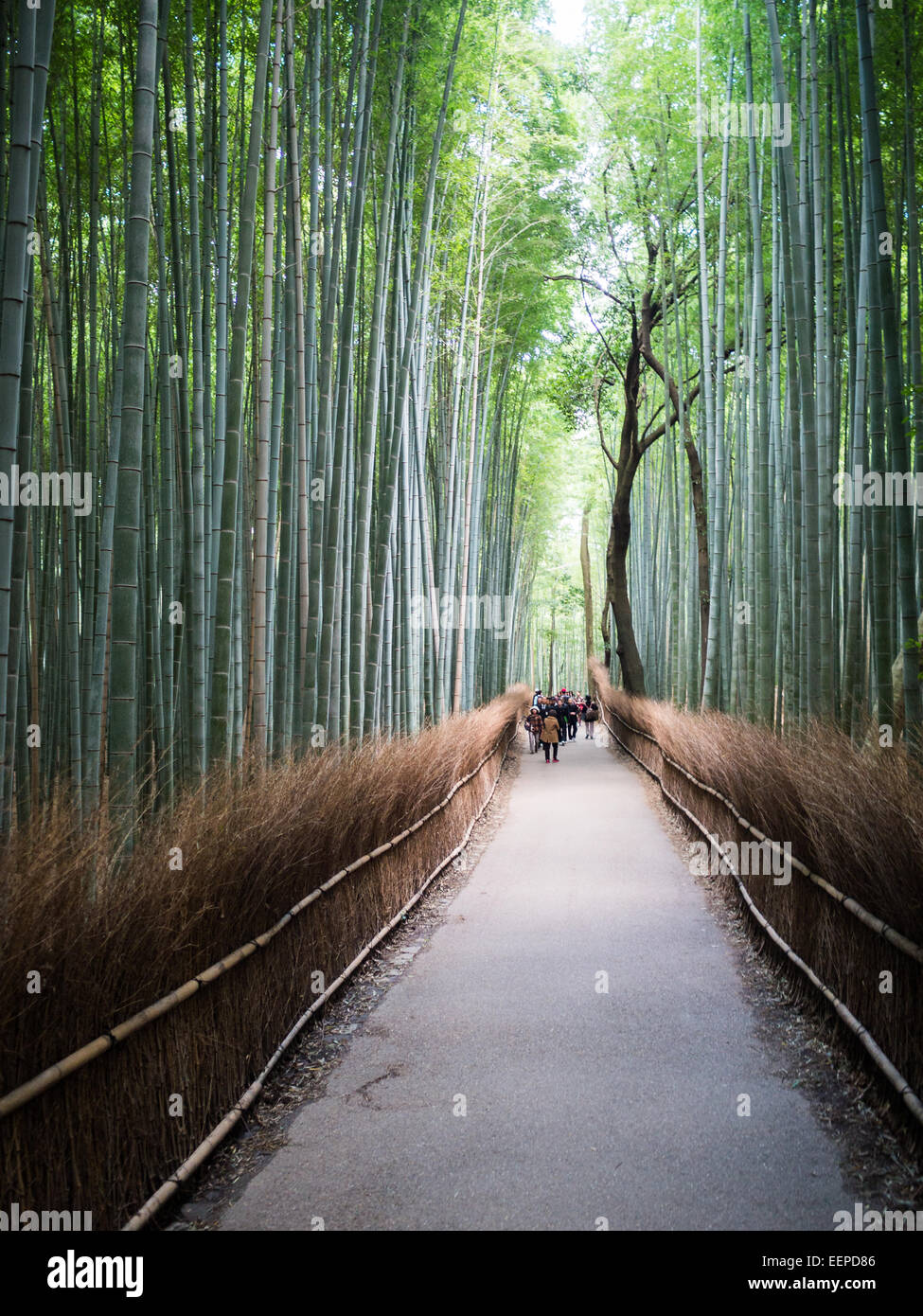 Arashiyama bamboo groove depth Stock Photo - Alamy