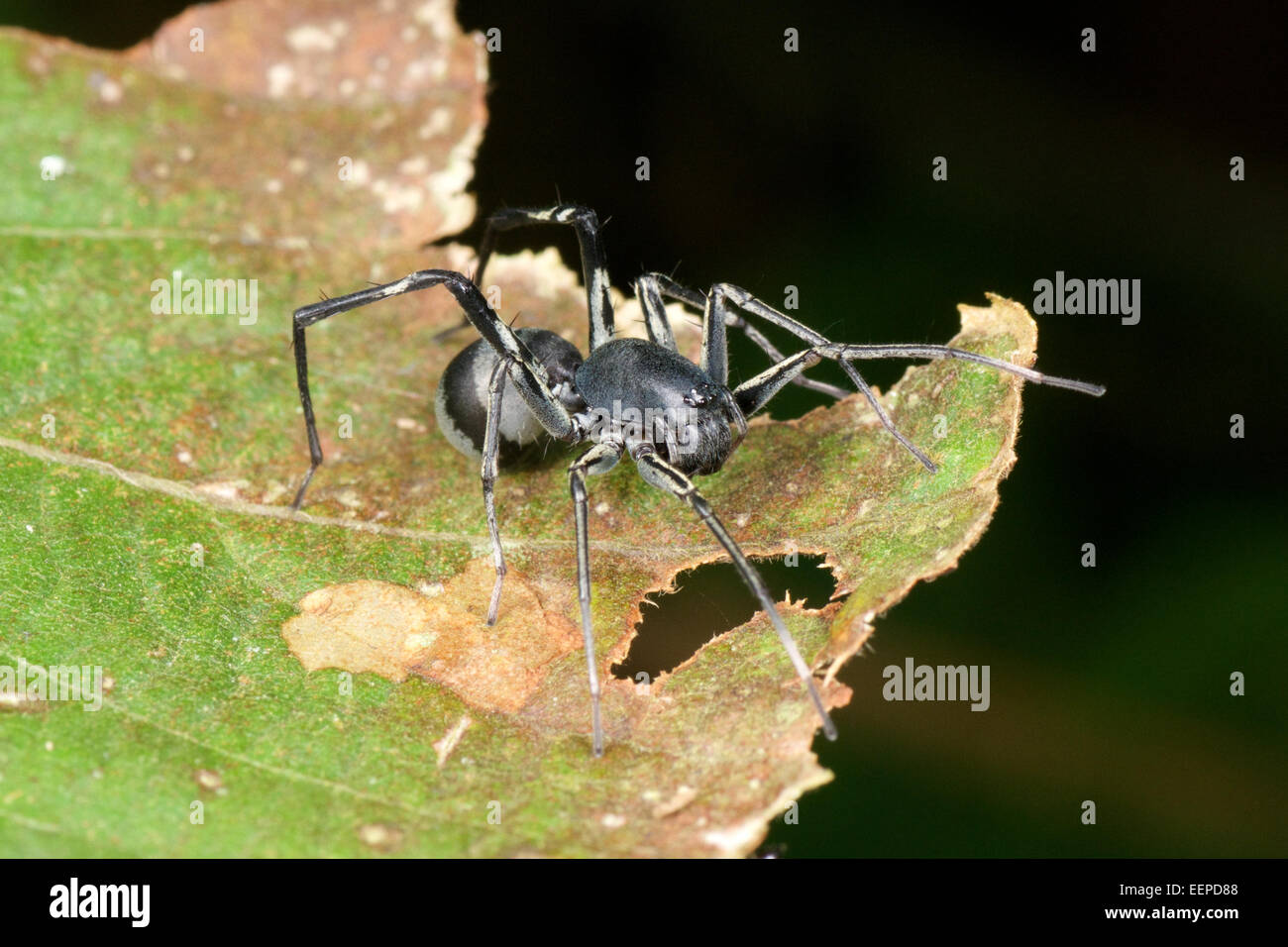 Corinnidae hi-res stock photography and images - Alamy