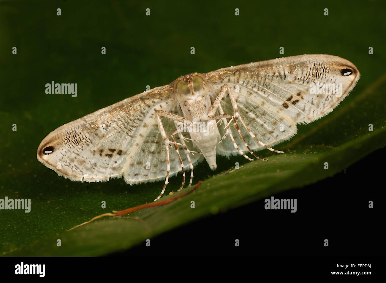 Crambidae hi-res stock photography and images - Alamy