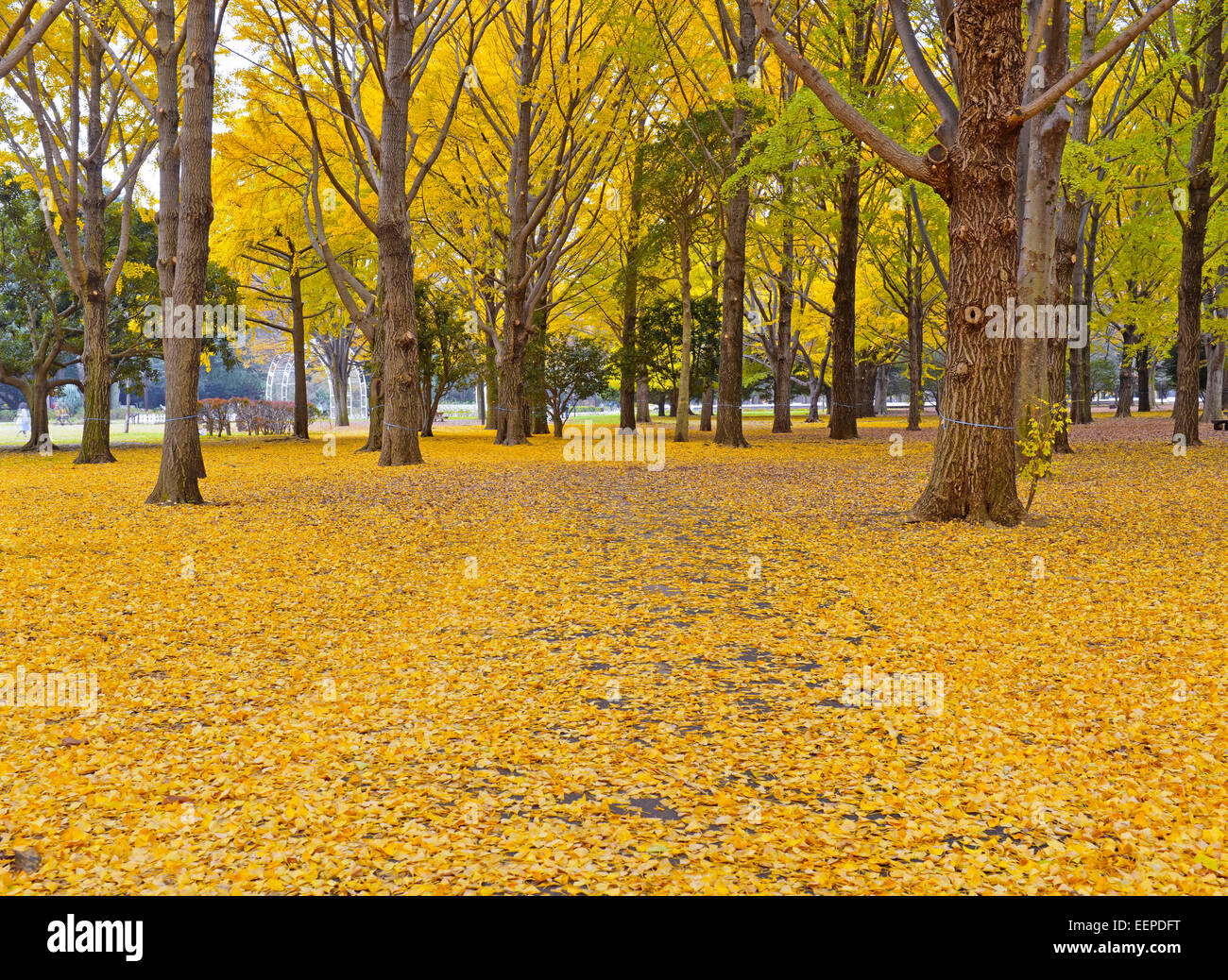 Ginkgo trees in autumn, Yoyogi Park, Tokyo Japan Stock Photo - Alamy