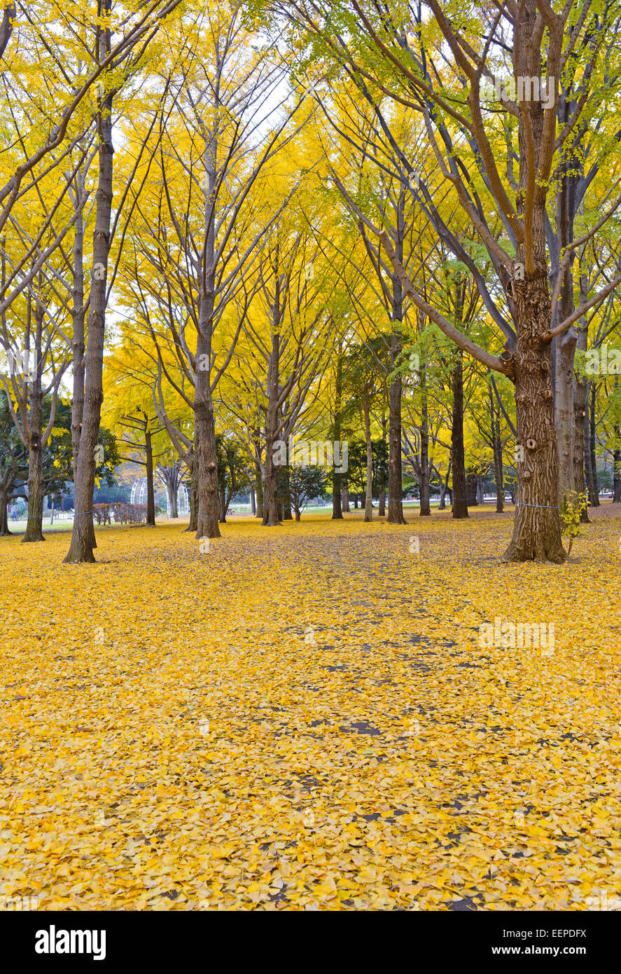 Tokyo fall colors hi-res stock photography and images - Alamy