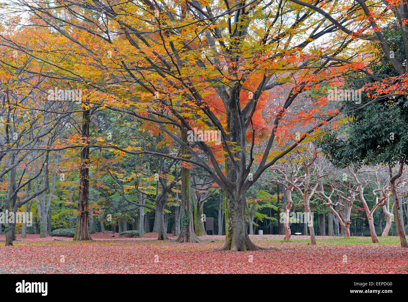 Trees in Fall foliage in Tokyo, Japan Stock Photo - Alamy