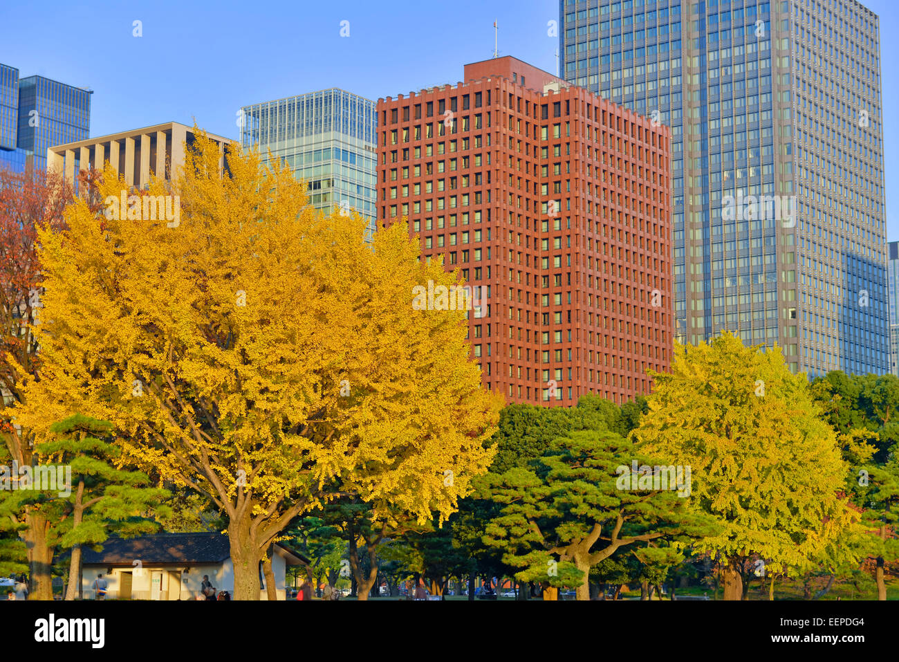 Trees in Fall foliage in Tokyo, Japan Stock Photo - Alamy